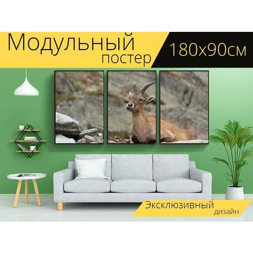 Модульный постер "Capra ibex, альпийский козерог, женский пол" 180 x 90 см. для интерьера