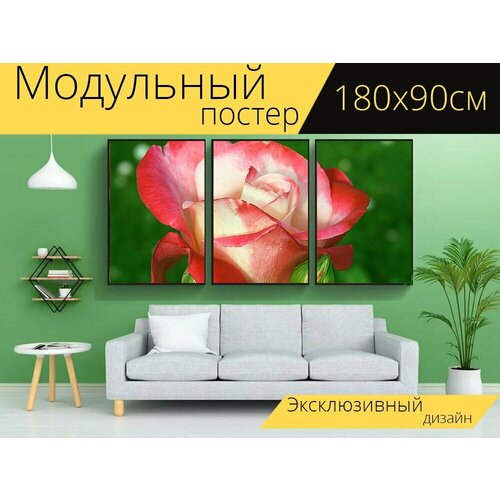 Модульный постер "Роза красная, цветок, пакеты" 180 x 90 см. для интерьера