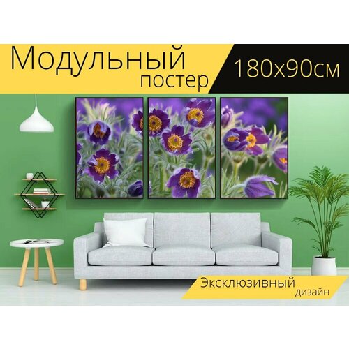 Модульный постер "Паске цветок, прострел обыкновенный, прострел" 180 x 90 см. для интерьера