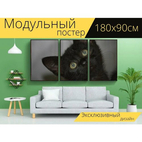 Модульный постер "Кот, черный кот, забота о животных" 180 x 90 см. для интерьера