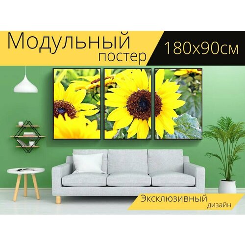 Модульный постер "Подсолнухи, цветок, расцветает" 180 x 90 см. для интерьера
