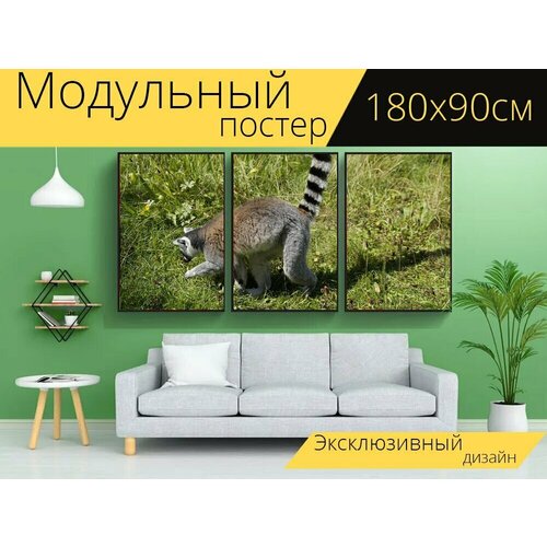 Модульный постер "Кошачие лемуры, полуобезьяны, лемур катта" 180 x 90 см. для интерьера