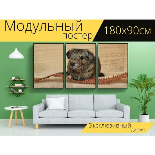 Модульный постер "Морская свинка, животное, шерсть" 180 x 90 см. для интерьера