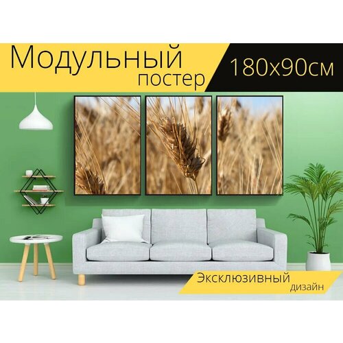Модульный постер "Пшеница, твердая пшеница, пшеничное поле" 180 x 90 см. для интерьера