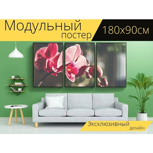 Модульный постер "Орхидеи, цветок, орхидея цветок" 180 x 90 см. для интерьера