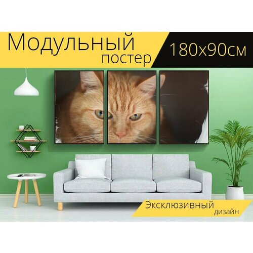 Модульный постер "Кот, рыжий кот, домашнее животное" 180 x 90 см. для интерьера