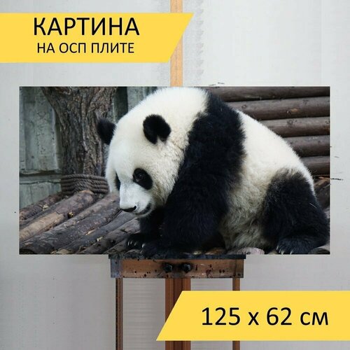 Картина на ОСП 125х62 см. "Панда, взрослый панда, большая панда" горизонтальная, для интерьера, с креплениями