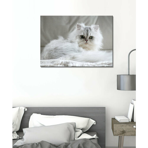 Картина - кошка, персидская кошка, домашняя кошка, ласковая кошка, кот (295) 40х60