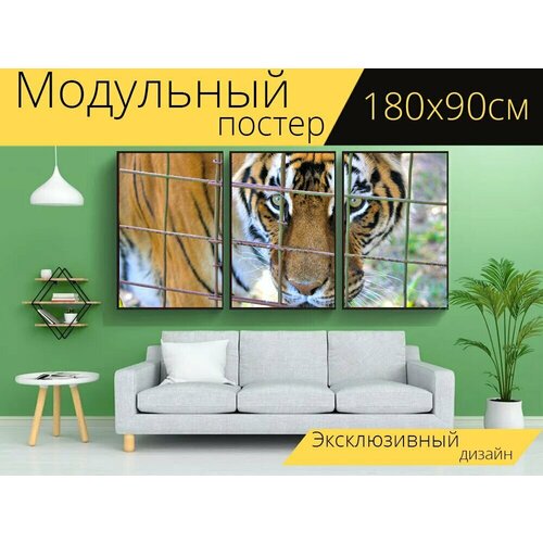 Модульный постер "Тигр, клетке тигр, морда тигра" 180 x 90 см. для интерьера