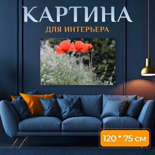 Картина на холсте "Мак, кукурузный мак, бутон" на подрамнике 120х75 см. для интерьера