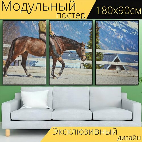 Модульный постер "Лошадь, верховая езда, урок верховой езды" 180 x 90 см. для интерьера