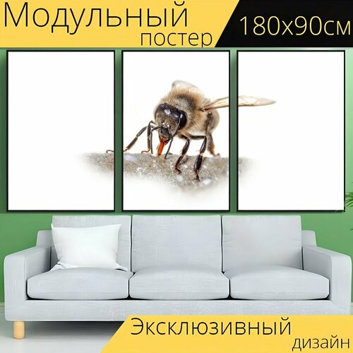 Модульный постер "Пчела, пчелы, медовый" 180 x 90 см. для интерьера