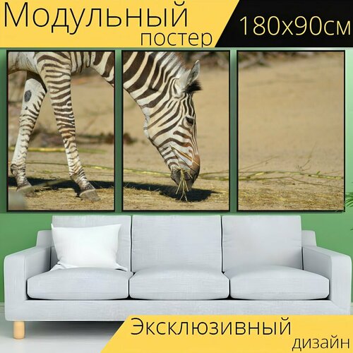 Модульный постер "Зебра, зоопарк, африке" 180 x 90 см. для интерьера