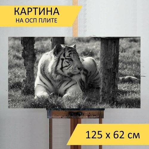 Картина на ОСП 125х62 см. "Белый тигр, плен, тигр" горизонтальная, для интерьера, с креплениями
