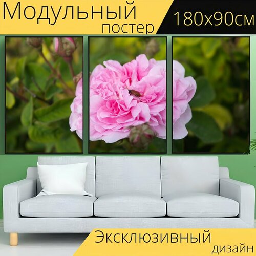 Модульный постер "Роза, аромат, сад" 180 x 90 см. для интерьера