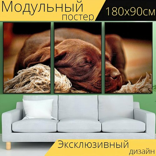 Модульный постер "Животные, собаки, щенки" 180 x 90 см. для интерьера
