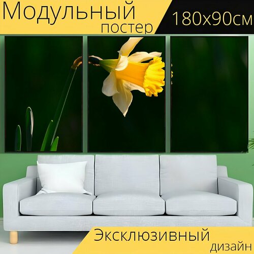 Модульный постер "Нарцисс, цветок весны, завод" 180 x 90 см. для интерьера
