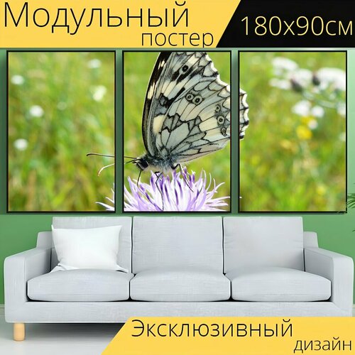 Модульный постер "Природа, насекомое, бабочки дневные" 180 x 90 см. для интерьера