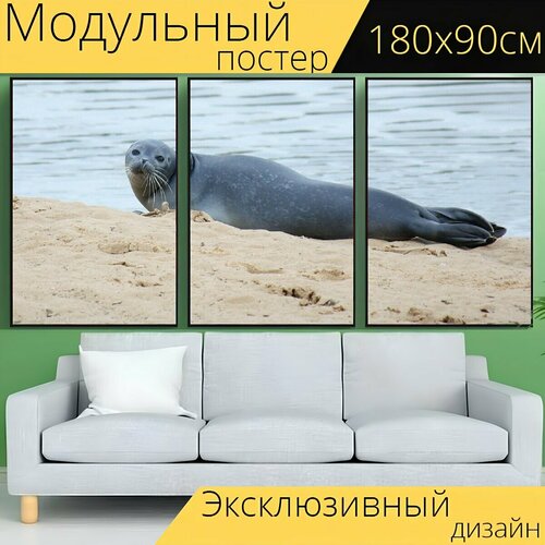 Модульный постер "Тюлень, пляж, море" 180 x 90 см. для интерьера