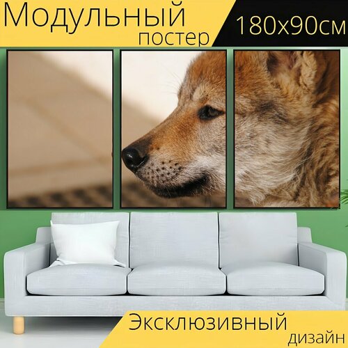 Модульный постер "Собака, стена, щенок" 180 x 90 см. для интерьера