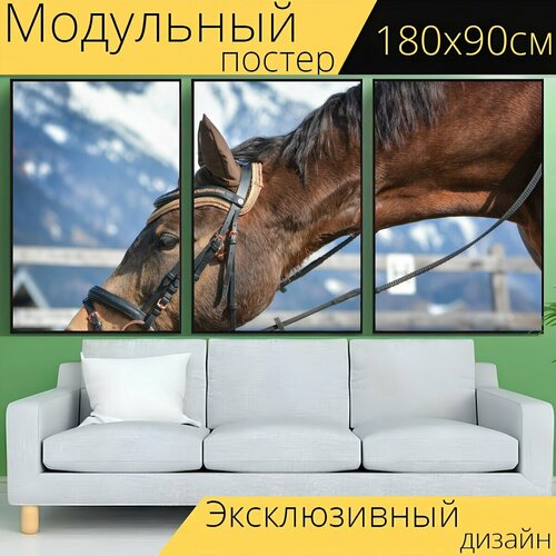 Модульный постер "Лошадь, конный спорт, млекопитающее" 180 x 90 см. для интерьера