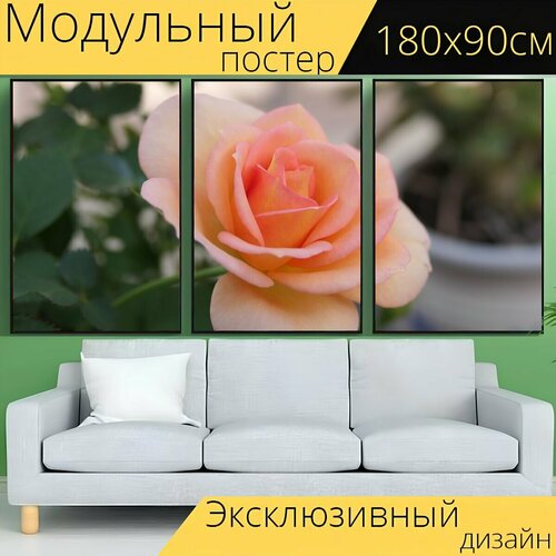 Модульный постер "Роза, персик, лепестки" 180 x 90 см. для интерьера