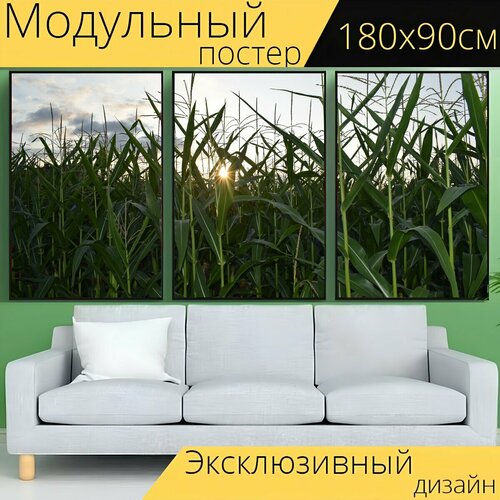 Модульный постер "Кукуруза, кукурузное поле, летом" 180 x 90 см. для интерьера