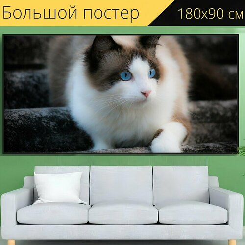 Большой постер "Кошка, смотреть, голубые глаза" 180 x 90 см. для интерьера