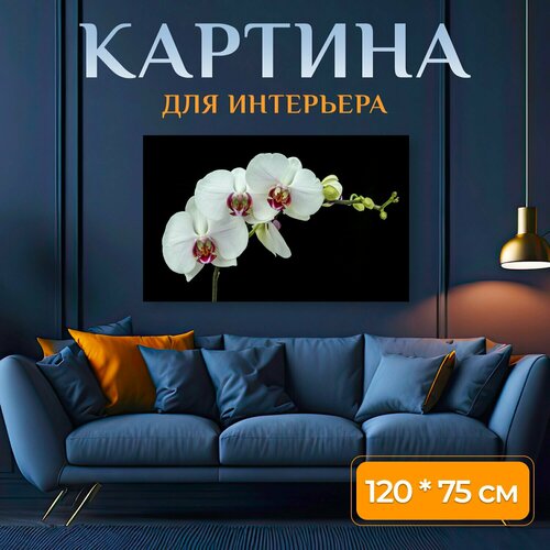 Картина на холсте "Орхидеи, цветы, природа" на подрамнике 120х75 см. для интерьера