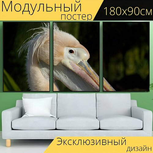 Модульный постер "Пеликан, птица, природа" 180 x 90 см. для интерьера