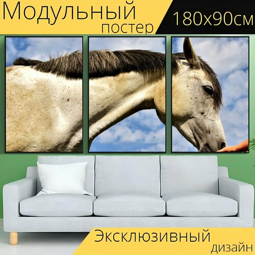 Модульный постер "Пони, плесень, лошадь" 180 x 90 см. для интерьера