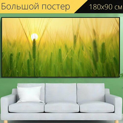 Большой постер "Ячменное поле, пшеница, сельское хозяйство" 180 x 90 см. для интерьера