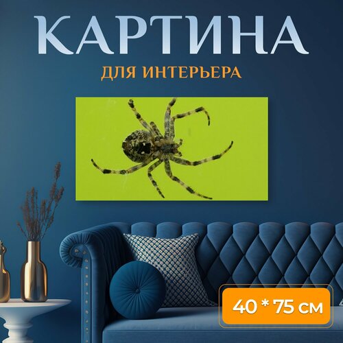 Картина на холсте "Паук, пересекать, насекомое" на подрамнике 75х40 см. для интерьера