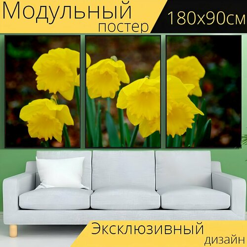 Модульный постер "Нарциссы, цветок, весна" 180 x 90 см. для интерьера