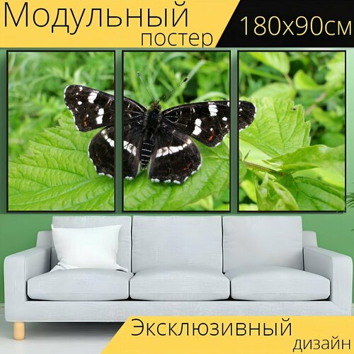 Модульный постер "Бабочки дневные, природа, насекомое" 180 x 90 см. для интерьера