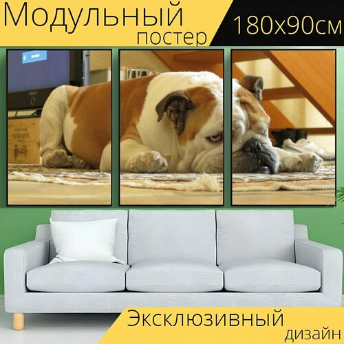 Модульный постер "Собака, бульдог, веселая" 180 x 90 см. для интерьера