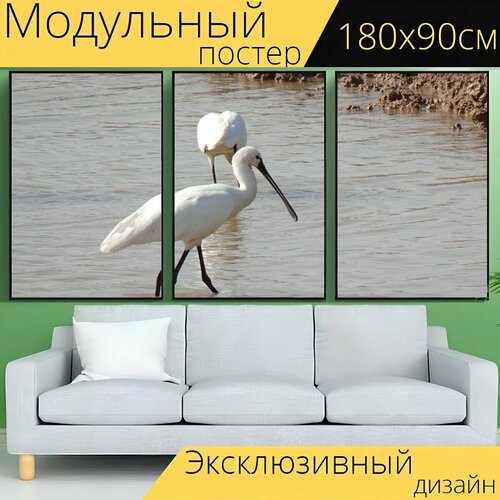 Модульный постер "Птица, евразийская колпица, колпица" 180 x 90 см. для интерьера