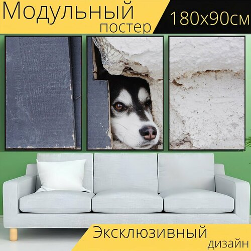 Модульный постер "Хаски, щенок, домашний питомец" 180 x 90 см. для интерьера