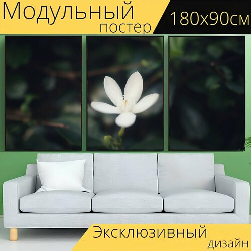 Модульный постер "Жасмин, белый цветок, цветок" 180 x 90 см. для интерьера