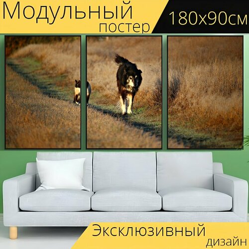 Модульный постер "Собака, кот, дорожка" 180 x 90 см. для интерьера