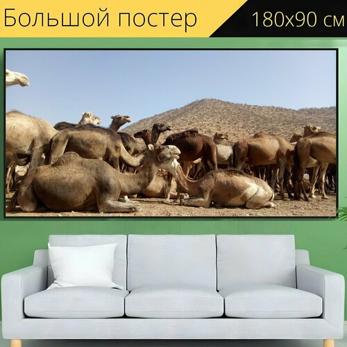Большой постер "Верблюды, марокко, пустыня" 180 x 90 см. для интерьера