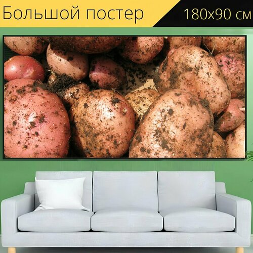Большой постер "Картошка, овощ, окучивать" 180 x 90 см. для интерьера