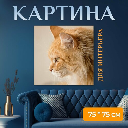 Картина на холсте "Кот, похмелье, млекопитающее" на подрамнике 75х75 см. для интерьера
