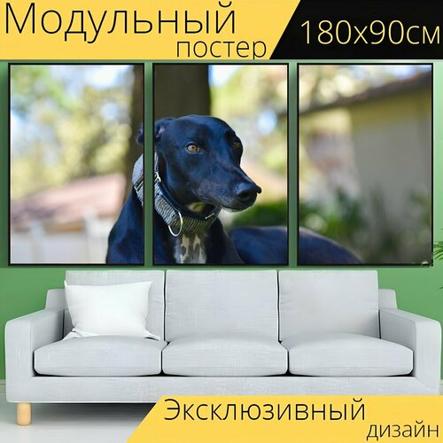 Модульный постер "Собака, борзая, гоночная собака" 180 x 90 см. для интерьера