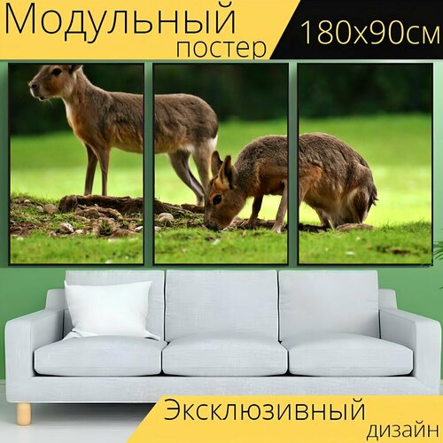 Модульный постер "Пампасные кролики, дикое животное, зоопарк" 180 x 90 см. для интерьера
