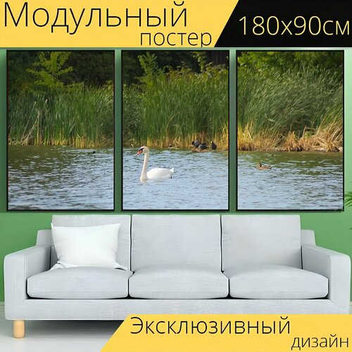 Модульный постер "Лебедь, птица, клюв" 180 x 90 см. для интерьера