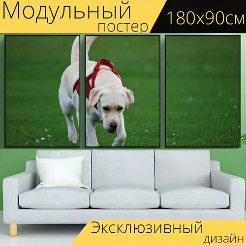 Модульный постер "Животное, собака, лабрадор" 180 x 90 см. для интерьера