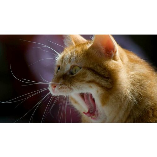Картина на холсте 60x110 LinxOne "Кот котейка мордочка зевота рыжий" интерьерная для дома / на стену / на кухню / с подрамником