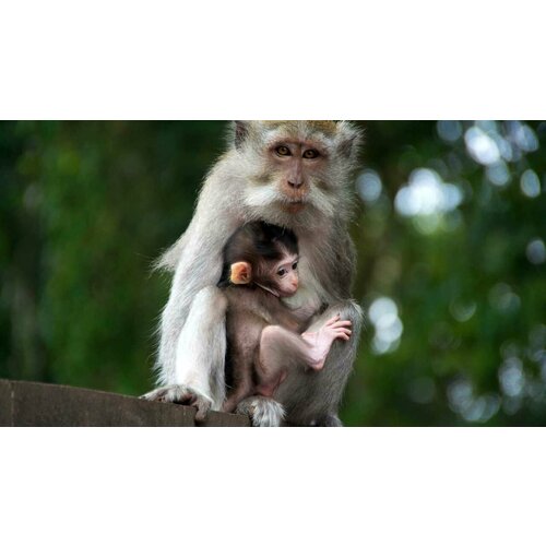 Картина на холсте 60x110 LinxOne "Мать и детеныш обезьяны" интерьерная для дома / на стену / на кухню / с подрамником
