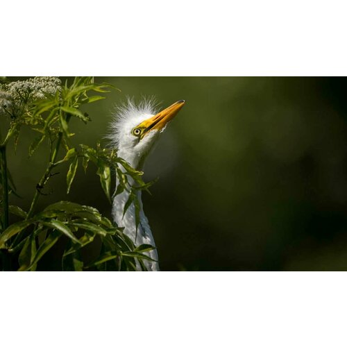 Картина на холсте 60x110 LinxOne "Природа белая great egret" интерьерная для дома / на стену / на кухню / с подрамником
